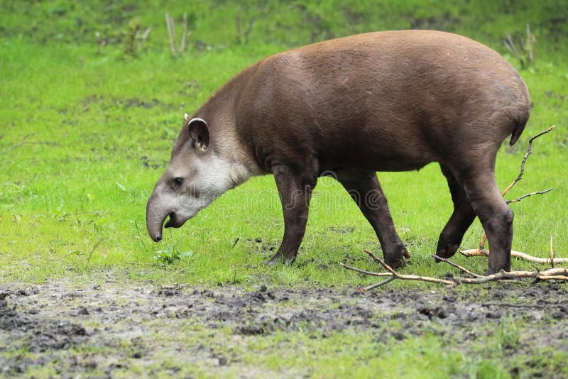 Lowland tapir stock image. Image of adult, nature, head - 31350921