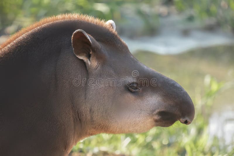 Lowland Tapir face stock photo. Image of biology, portrait - 347562926