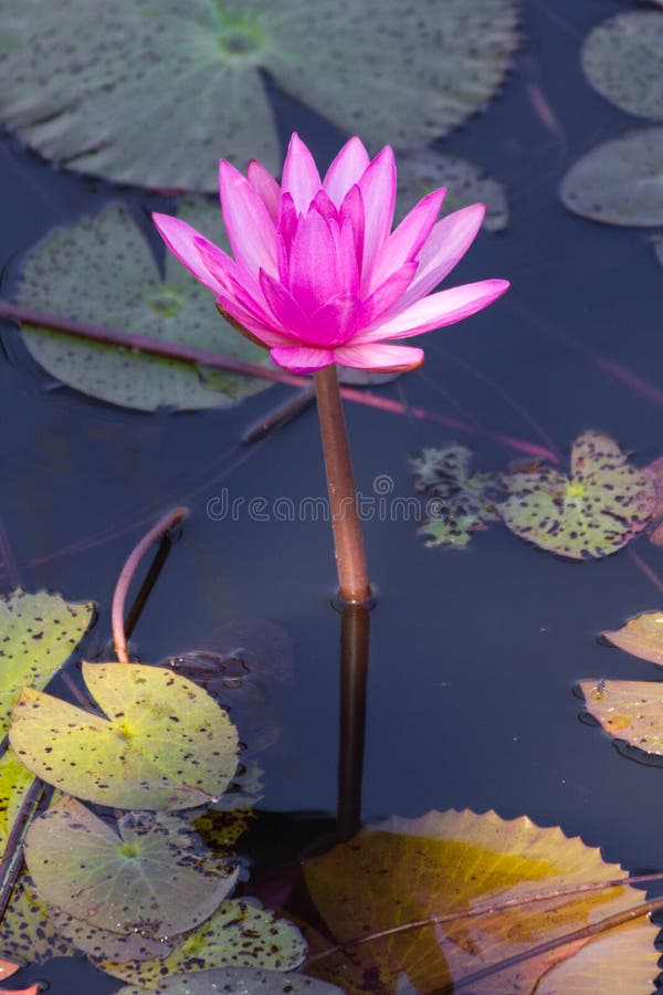 Lowtus flower stock image. Image of lowtus, field, garden - 82351127