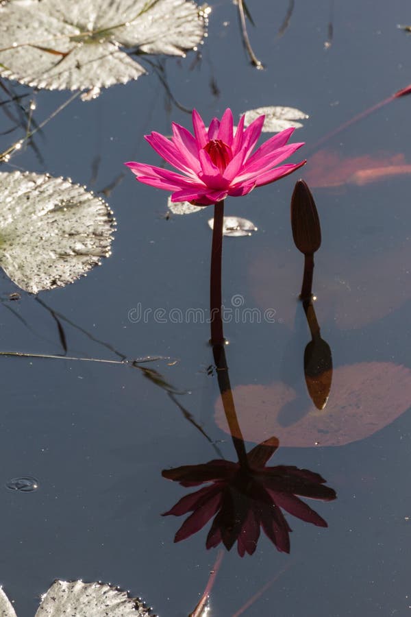 Lowtus flower stock image. Image of purple, beauty, plant - 82351401