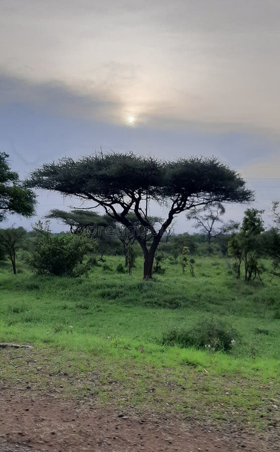 The Lowveld Nature stock image. Image of hill, pasture - 237390703