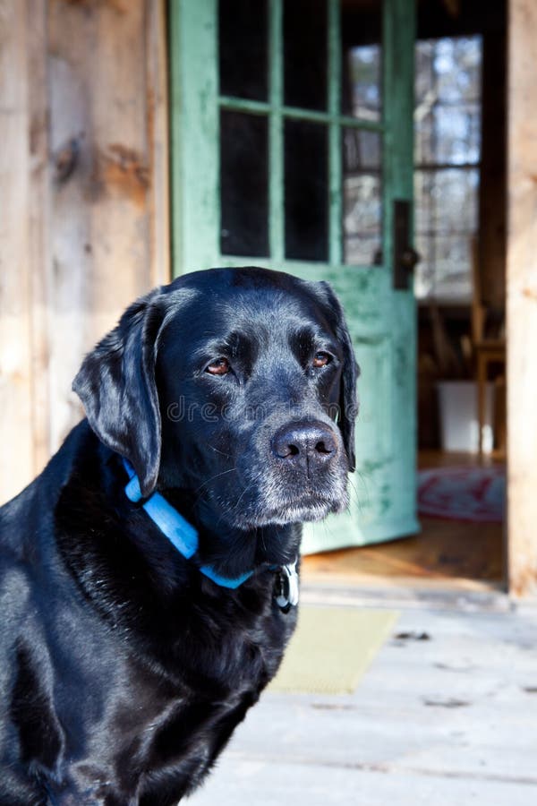Loyal Black Labrador Dog stock photo. Image of cabin - 27467248