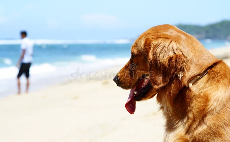 A Cute Little Dog on the Beach Stock Photo - Image of running, animal ...