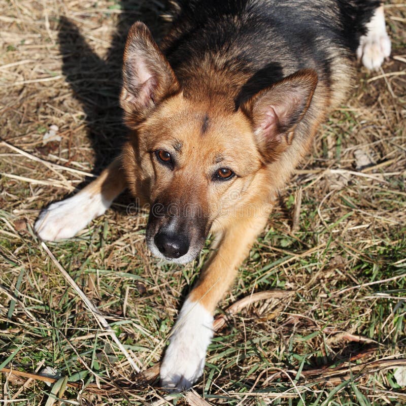Loyal German Shepherd Dog stock photo. Image of beseeching - 19624108
