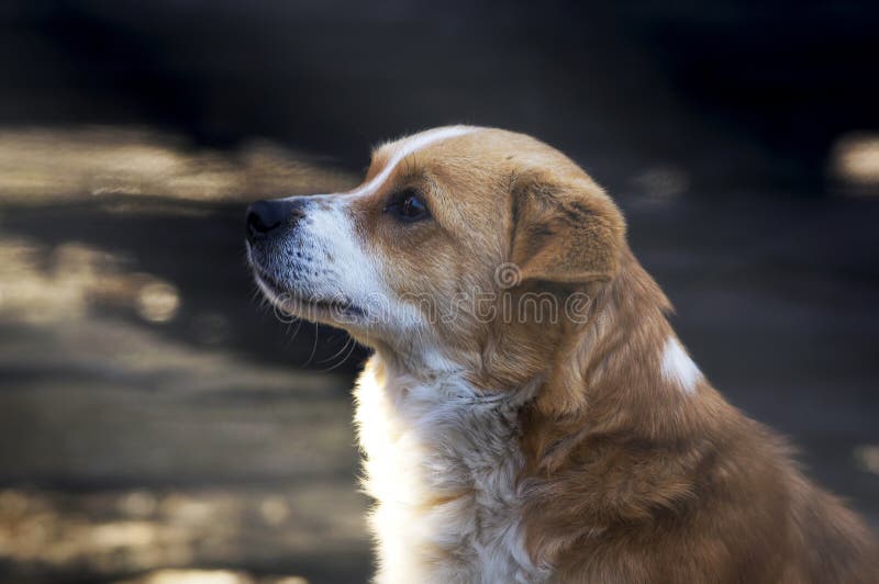 A Loyal White-red Dog Sits and Waits for a Command Stock Image - Image ...