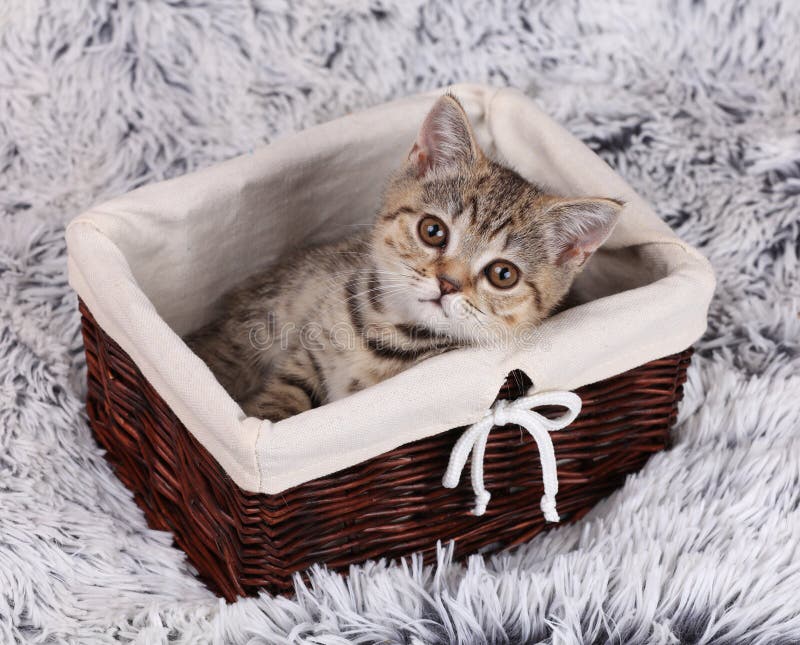 Katze, Die in Einem Korb in Den Irisblumen Sitzt Stockbild - Bild von ...