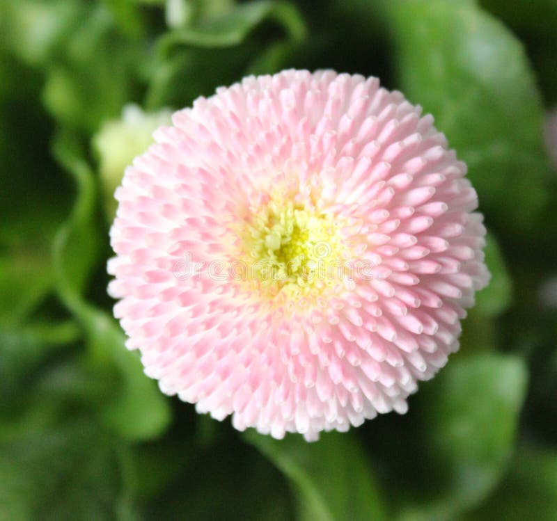 Flor da lua foto de stock. Imagem de flor, branco, noite - 133740252
