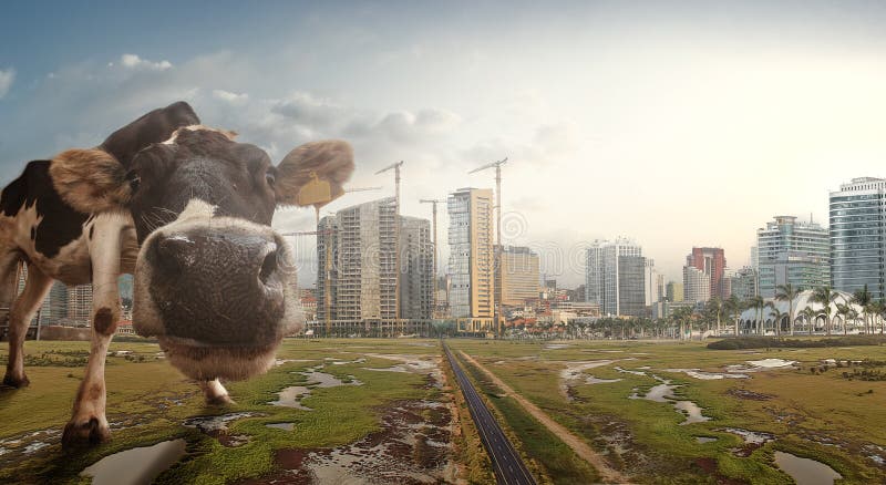 LUANDA/ANGOLA 4 JULY 2017 - Composite of a Cow with the City of ...