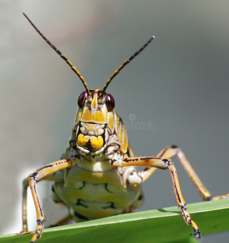 Lubber Grasshopper Face Up Close Stock Image - Image of grasshopper ...
