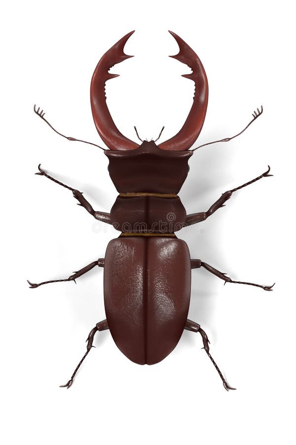 Lucanus Cervus Stock Illustrations – 359 Lucanus Cervus Stock ...
