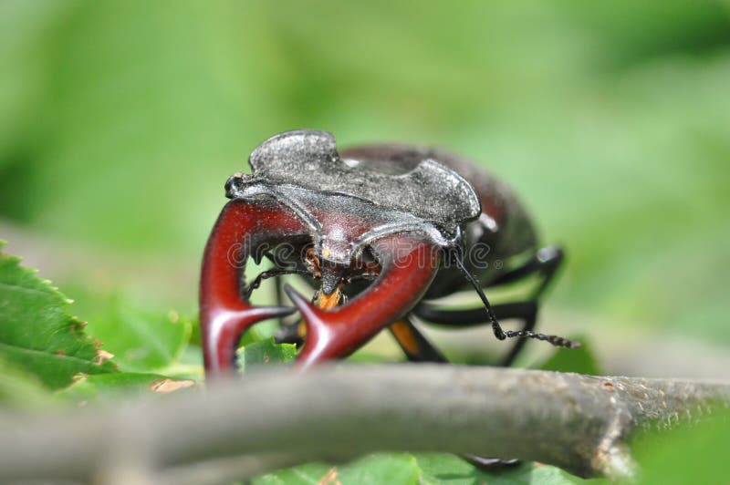Lucanus cervus stock photo. Image of bright, plant, flowerbutterfly ...