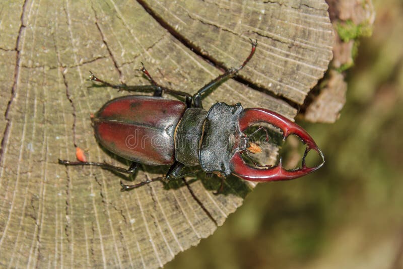 Lucanus Cervus. a Stag Beetle Sits on the Edge of a Hemp Stock Photo ...