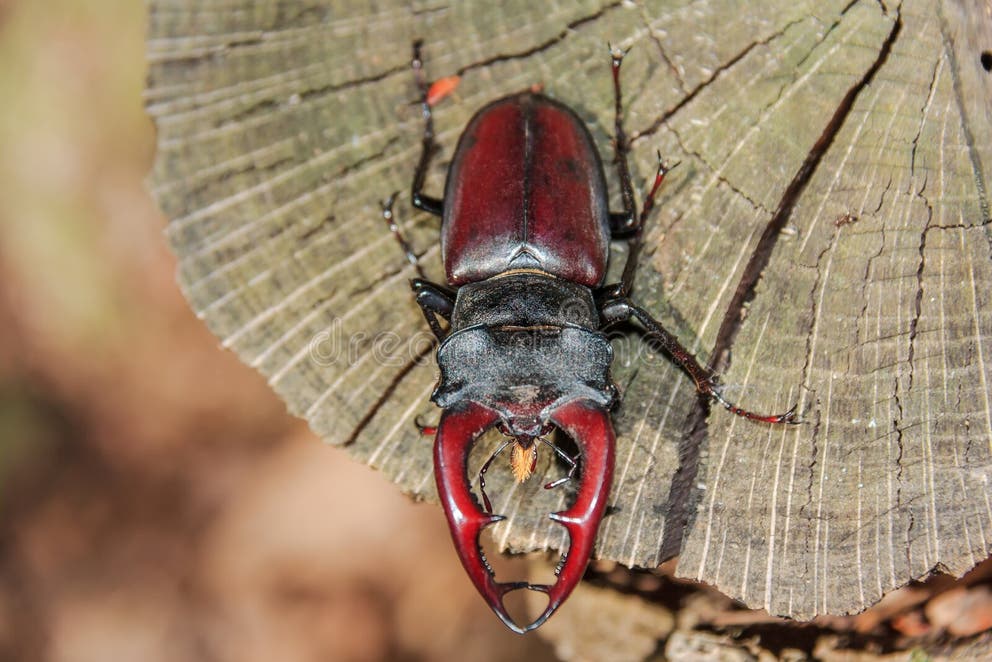 Stag-beetle. Lucanus Cervus Sits on the Edge of Hemp Stock Photo ...