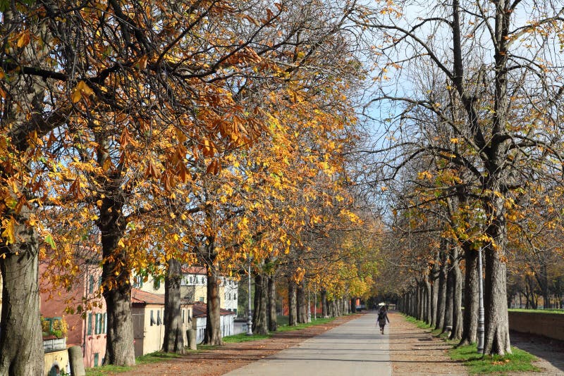 Trees in Lucca, Italy stock image. Image of italy, leaf - 16719833
