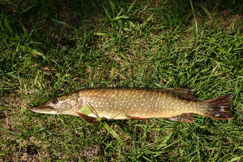 Luccio immagine stock. Immagine di vivere, pesca, luccio - 40914015