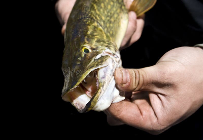 L'esox Lucius Del Luccio Nel Bello Pulisce La Libbra Fotografia Stock ...