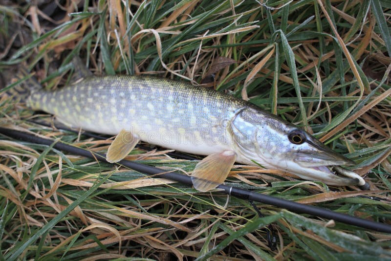 Grande luccio immagine stock. Immagine di anglosassone - 17062371