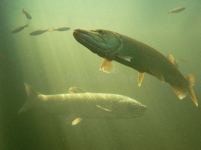 Luccio del pesce immagine stock. Immagine di aletta, caudale - 75551177