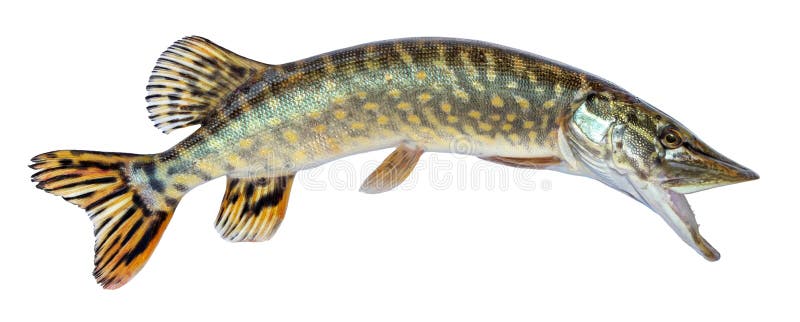 Luccio Del Pesce Saltando Dell'acqua Emblema Isolato Su Un Fondo Bianco ...