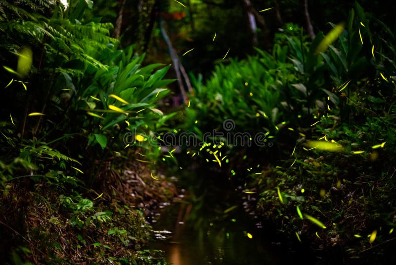 Lucciole Nel Cespuglio Alla Notte in Taiwan Immagine Stock - Immagine ...