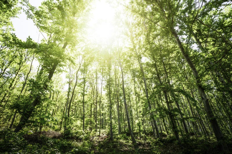 Luce di Sun fra gli alberi fotografia stock. Immagine di pianta - 41781580