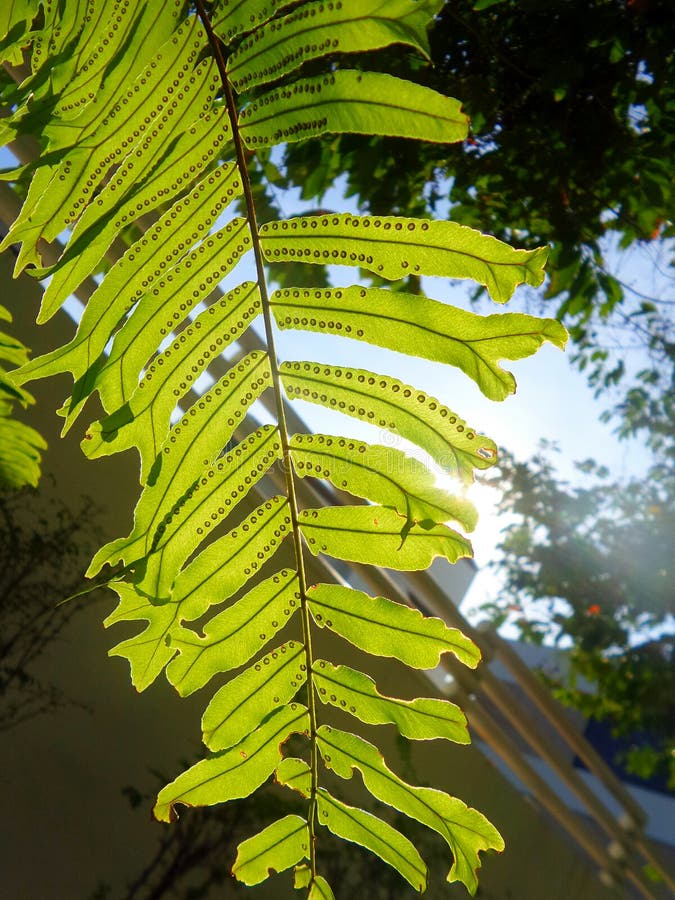 Felci con le spore fotografia stock. Immagine di foglio - 64364556