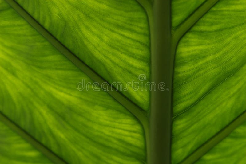 Lucent green leaf stock photo. Image of abstract, green - 11602568