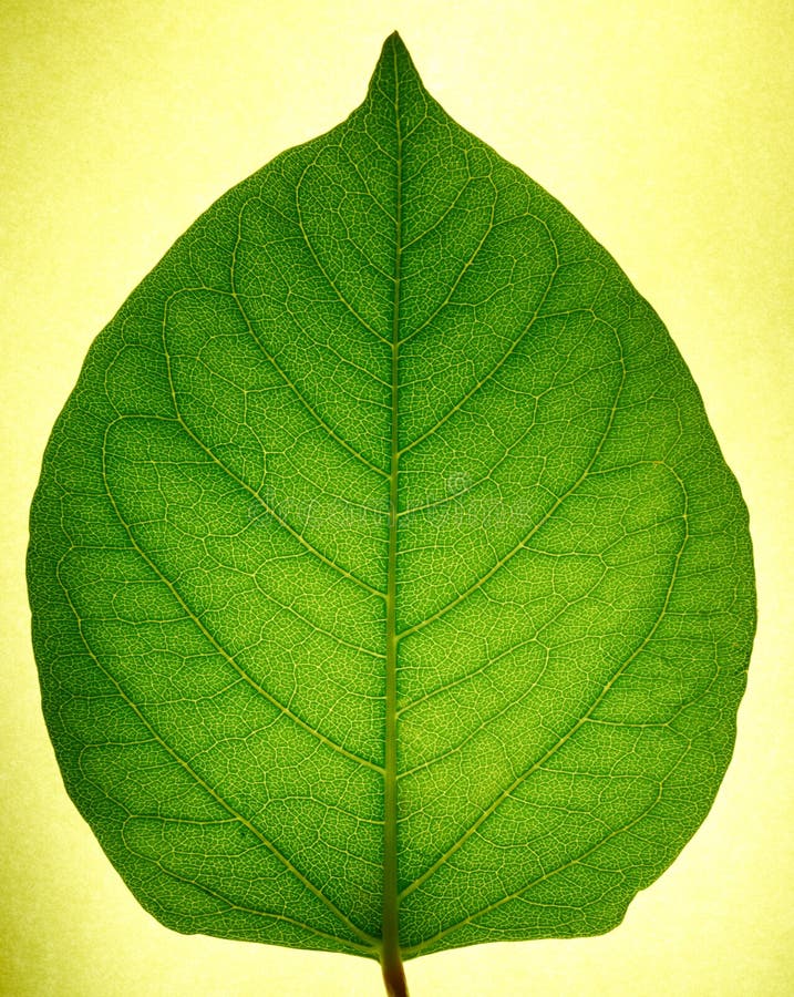 Lucent green leaf stock photo. Image of abstract, green - 11602568