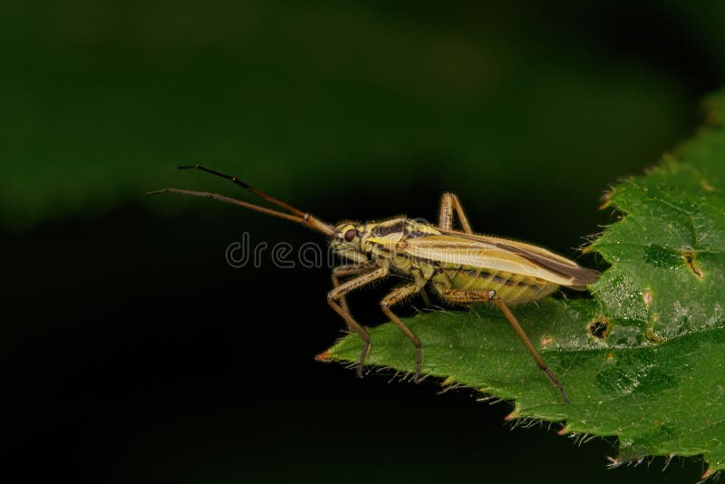 Lucerne Bug on a Green Leaf Stock Photo - Image of nature, wild: 255567096