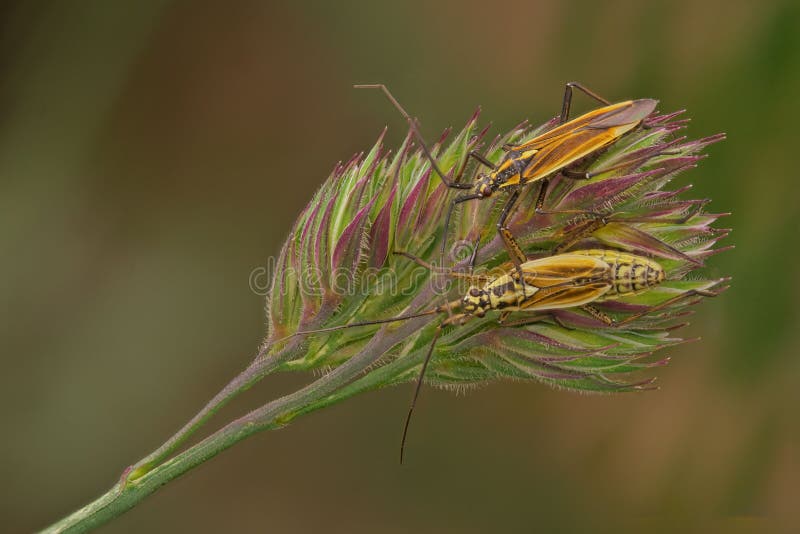 Lucerne Bugs Stock Photos - Free & Royalty-Free Stock Photos from ...