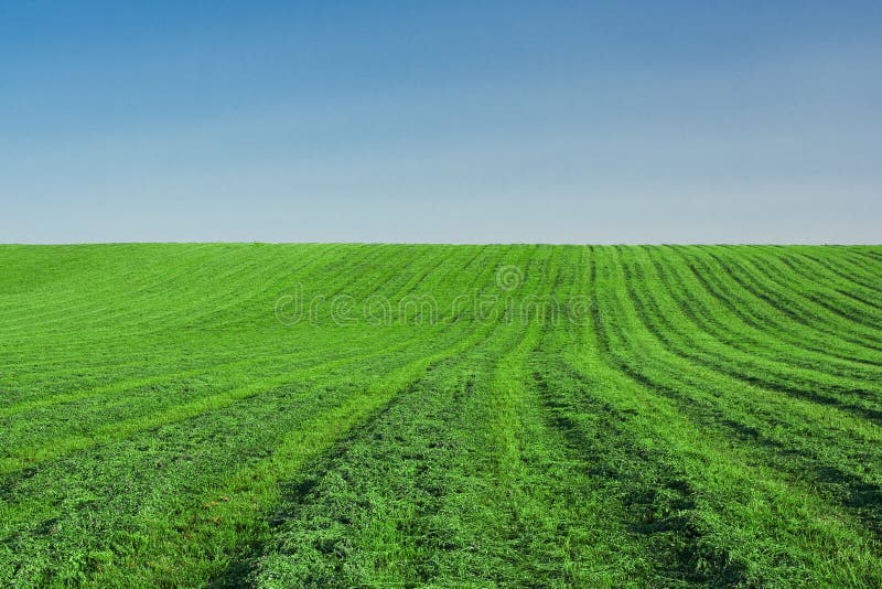 Lucerne field stock photo. Image of grow, fields, land - 6108112