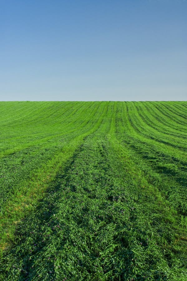 Lucerne field stock photo. Image of grow, fields, land - 6108112
