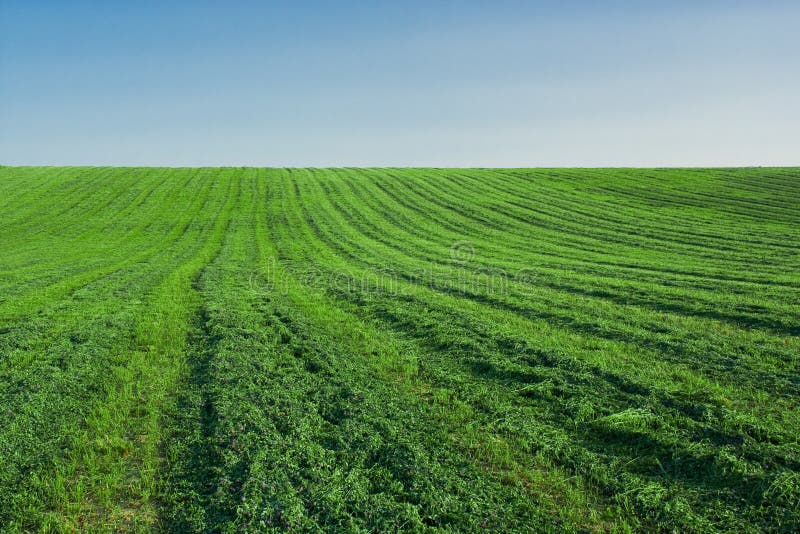 Lucerne field stock photo. Image of lawn, grass, farm - 6108142
