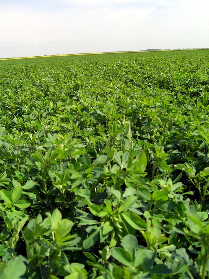 Lucerne field stock image. Image of lucern, medicago, production - 7252899