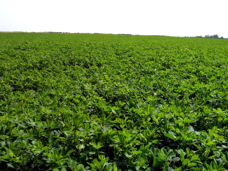 Lucerne field stock image. Image of plant, field, lucerne - 8488753