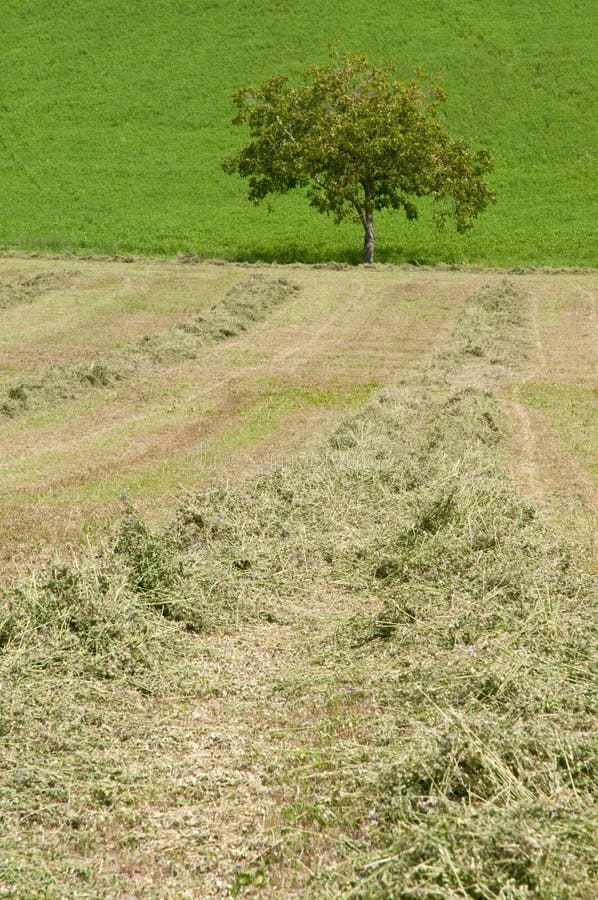 Lucerne field stock image. Image of sativa, outdoor, alfalfa - 43086019