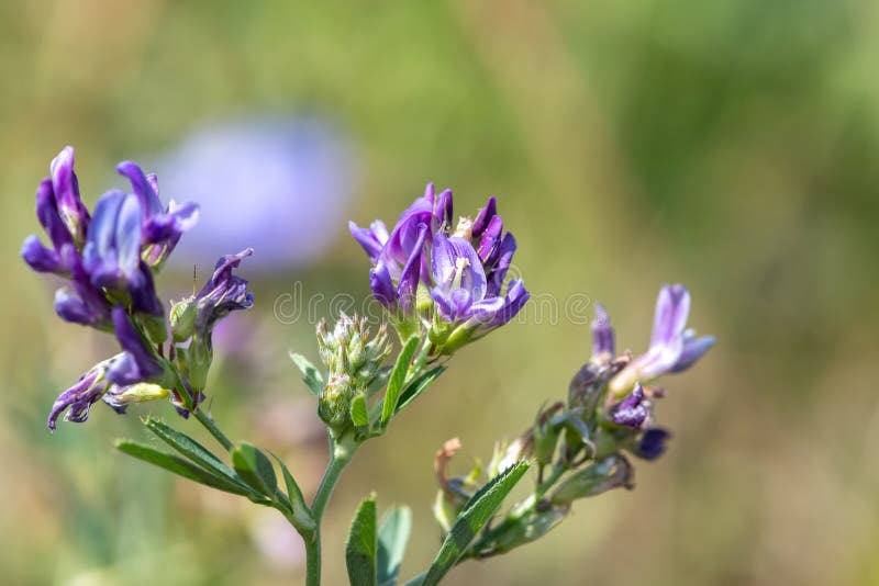 Lucerne Medicago Sativa Flowers Stock Photo - Image of flora, fresh ...