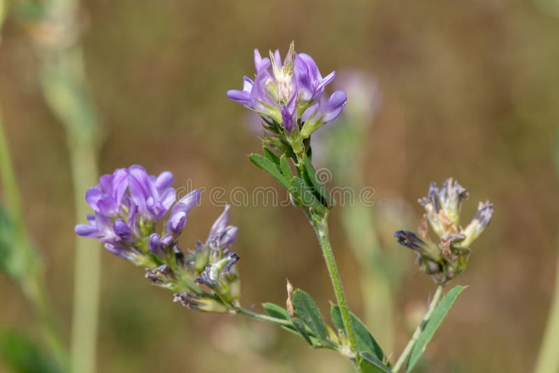 Lucerne Medicago Sativa Flowers Stock Image - Image of fabaceae ...