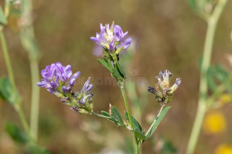 Lucerne Medicago Sativa Flowers Stock Image - Image of inflorescence ...