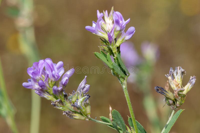 Lucerne Medicago Sativa Flowers Stock Photo - Image of inflorescence ...