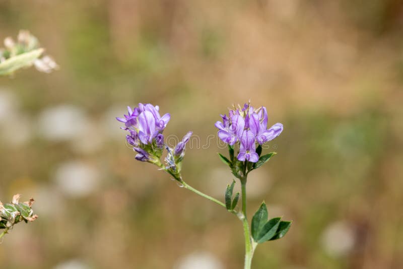 Lucerne Medicago Sativa Flowers Stock Image - Image of blooming, color ...