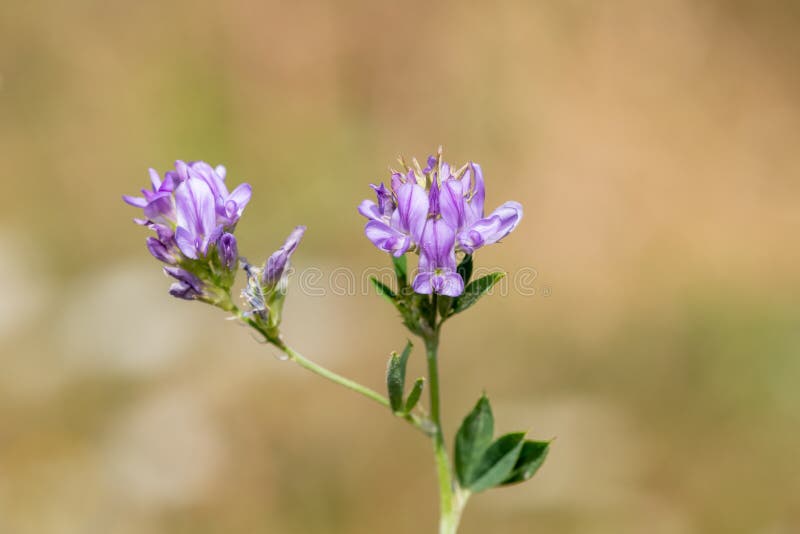 Lucerne Medicago Sativa Flowers Stock Photo - Image of farming, closeup ...