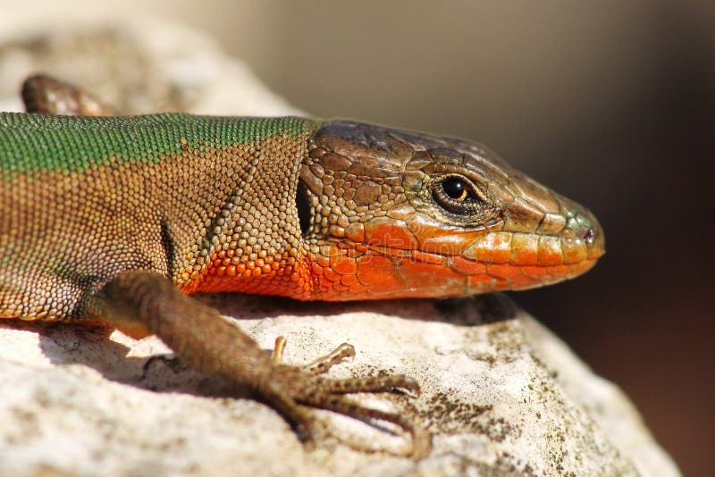 Lucertola immagine stock. Immagine di lucertole, pietra - 12905715