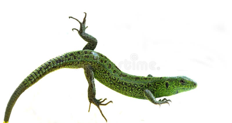 Lucertola fotografia stock. Immagine di lucertola, isolato - 14109264