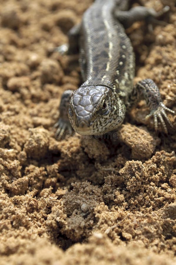 Lucertola fotografia stock. Immagine di specie, strisciamento - 15193144