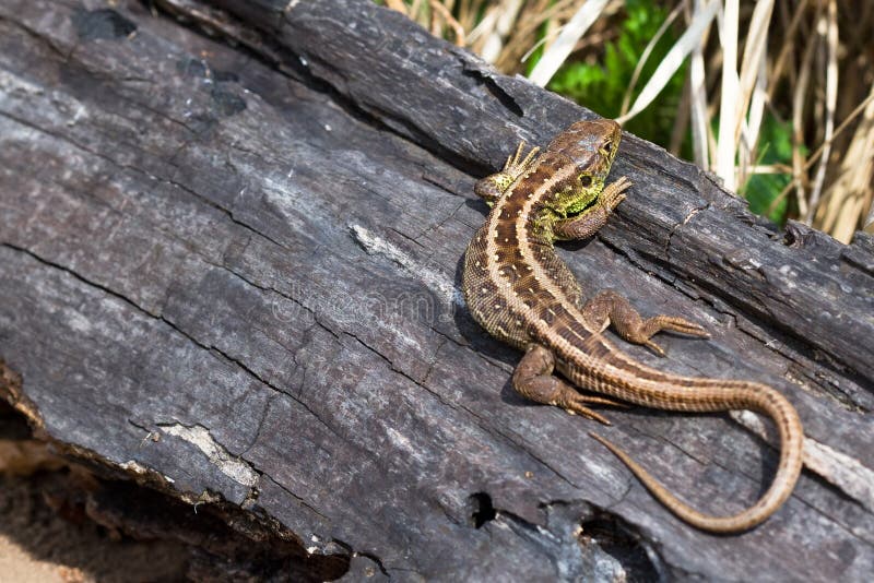 Lucertola immagine stock. Immagine di colore, macro, ovest - 22998173