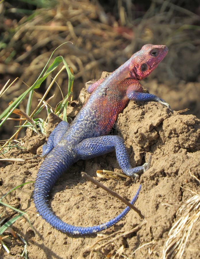 Lucertola fotografia stock. Immagine di speciale, africa - 43679518
