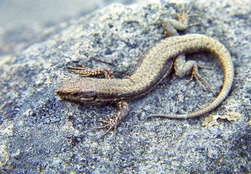 Lucertola immagine stock. Immagine di scala, coda, natura - 5049837