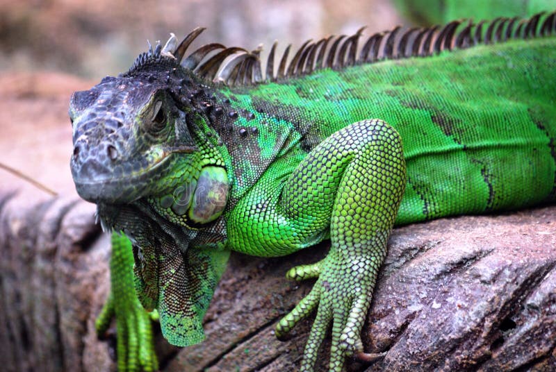 Lucertola immagine stock. Immagine di nave, lucertola - 6127053