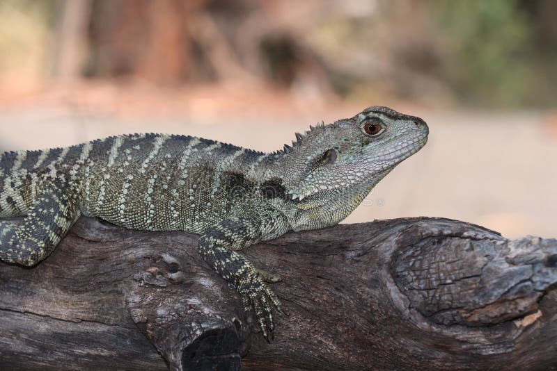 Grande Lucertola Australiana Immagine Stock - Immagine di queensland ...